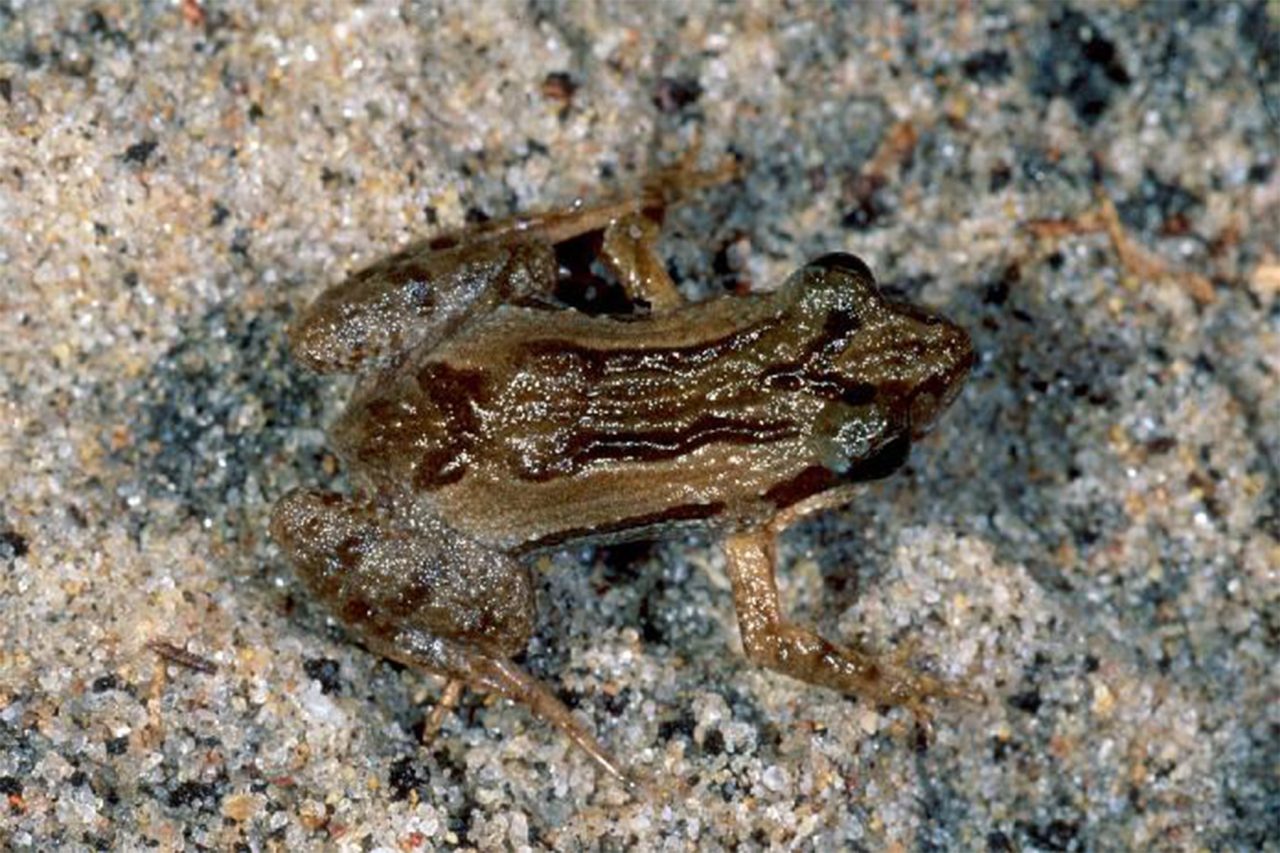 Aura Development | Wallum Frogs Creative Habitat | AWC