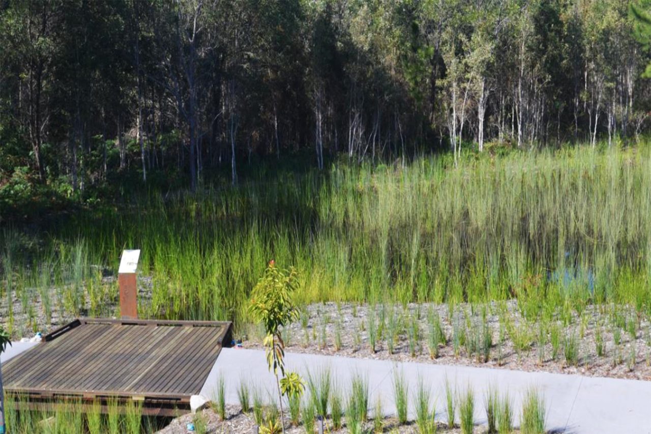 Aura Development | Wallum Frogs Creative Habitat | AWC