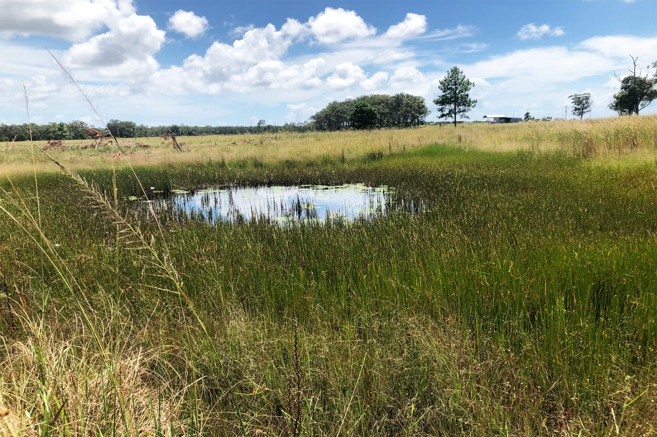 Aura Development | Wallum Frogs Creative Habitat | AWC